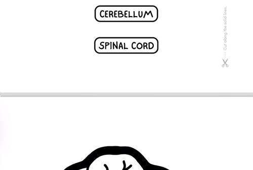 Human Brain Anatomy Labeling and Coloring Activity | TPT