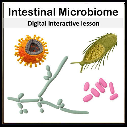 Gut Microflora: Interactive Science Lesson on Intestinal Microbiome