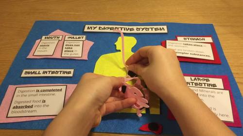 1st-6th Grade: My Digestive System Ultimate Bundle Kit by SurpriseME