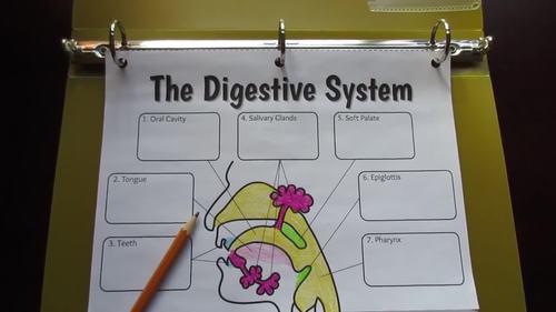 Digestive System Foldable - Big Foldable for Interactive Notebooks or ...