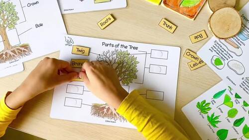 Tree Unit Study Charlotte Mason Nature Study Hands on Activities for Kids