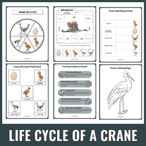 Crane life cycle: Wetlands Animal Bird Science Unit Study & Fun Facts!