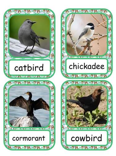 Bird Flashcards - 68 colorful photo cards. BONUS resources for grades 4-6
