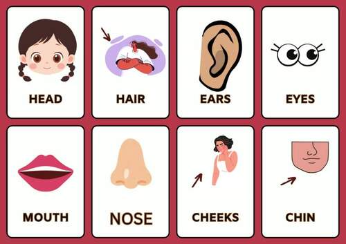 Neutral Parts Of The Body Flashcards by DISIGNER POFESSIONAL | TPT