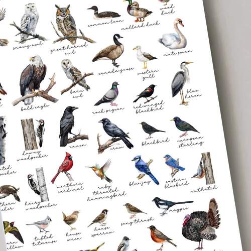 North American Birds Poster | Watercolor Science Printable | Nature Study