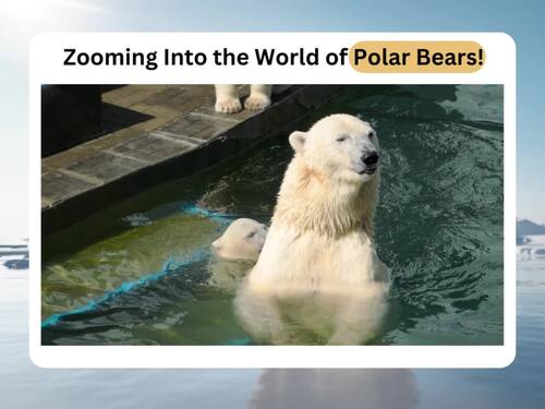 NO PREP All About Polar Bear Presentation, A Wild Animal Adventure 3rd ...