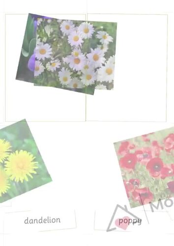 19 Wild Flowers Montessori 3 Part Cards | Educational Flashcard by Eva ...