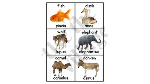 36 Latin Language Animal Flashcards - Flash Cards Vocabulary Words w ...