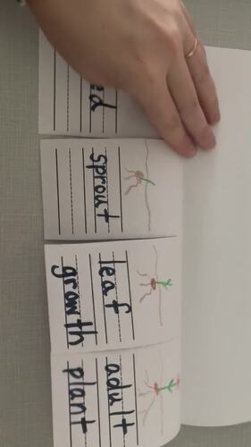 Plant Life Cycle Flipbook by EnglandInElementary | TPT