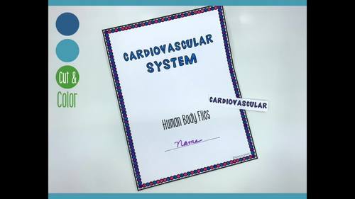 Cardiovascular System Activity - Human Body Files for Anatomy and ...