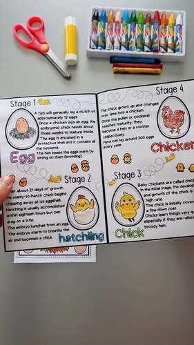 Chicken Life Cycle Craft Spring Science Life Cycle of a Chicken {Color ...
