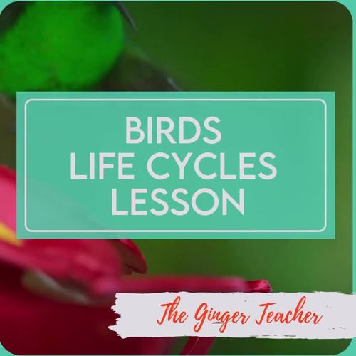 Life Cycle of Birds Lesson by The Ginger Teacher | TPT