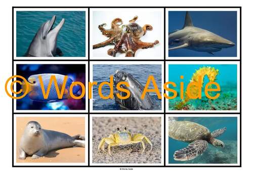 German Vocabulary Photo Picture Flash Cards Preschool Autism SpEd Sea ...