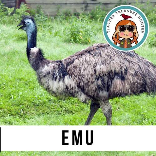Emu information page for bird or Australian animal research report or ...
