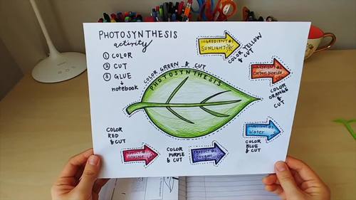 Modeling Photosynthesis Hands-on Activity ⭐ Interactive Science Notebook