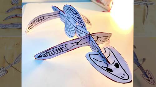 Build a 3D Plesiosaurus Fossil model Dinosaurs Discover Art Craft Mary ...