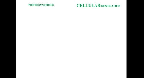 Comparing Photosynthesis & Cellular Respiration - Virtual Learning Tool