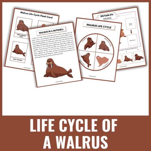 Life Cycle of a Walrus, Marine Mammal science unit study with fun facts!
