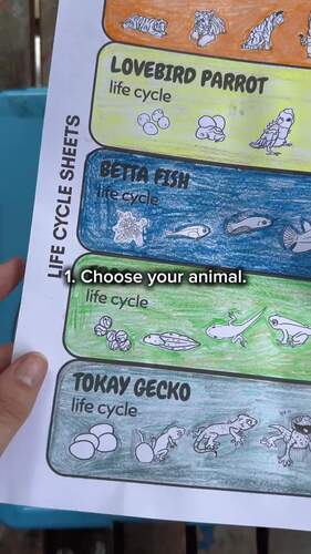 Animal Life Cycles and Classification Research Activity: Choose Your ...