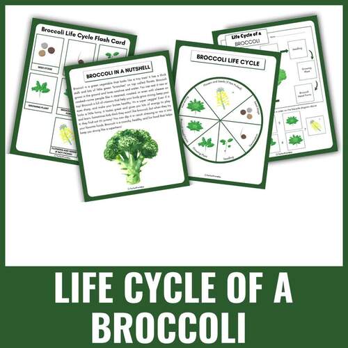 Broccoli life cycle diagram, vegetable cut & paste, matching activity ...