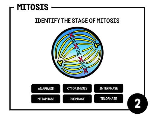 Mitosis Cell Division Task Cards Activity | Print and Digital Science ...