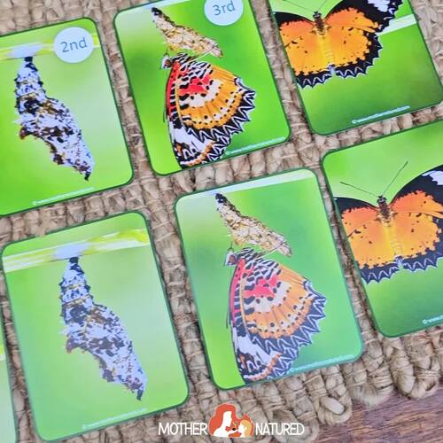 Life Cycle Sequencing Activity | Nature Sequencing Activity | Animal ...