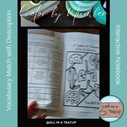 Histology: Types of Tissues Vocabulary Foldable Match & Color by Number ...