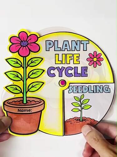 Plant Life Cycle Worksheets & Activities | Craft | Grades 1–2 Science