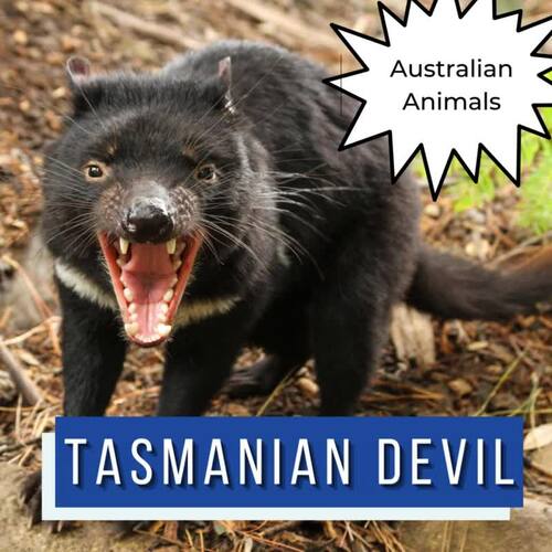 Tasmanian Devil | Australian Animal research page for animal reports or ...