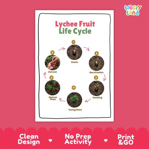 Lychee Fruit Life Cycle Bundle | Cut and Paste Worksheet | Botany Poster