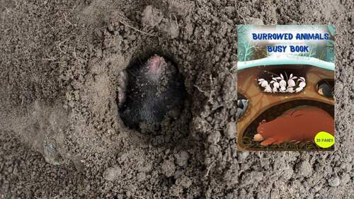 Burrowed Animals Worksheets Preschool Science Burrowing Animals Prek 1 ...