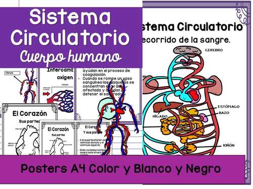 El Sistema Circulatorio | Pack de actividades, posters y juegos | TpT
