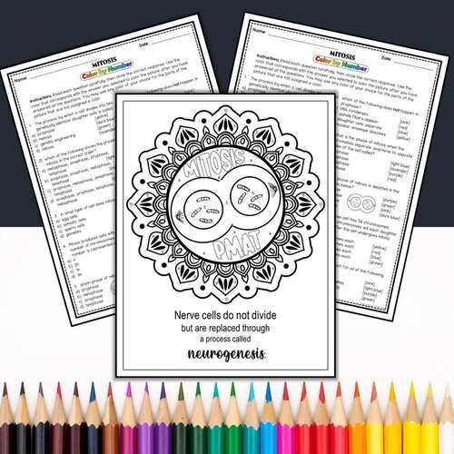 meiosis coloring pages