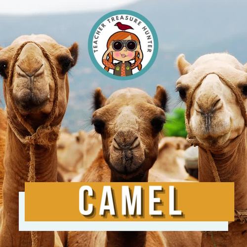 Dromedary Camel Africa animal research information article for writing ...