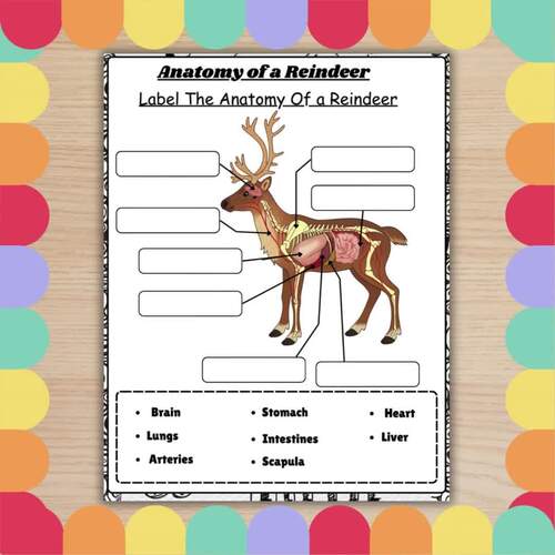 Anatomy of a Reindeer |Labeling Worksheet, Winter science, Anatomy ...