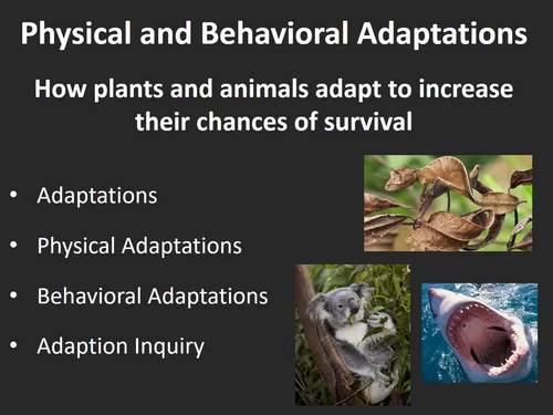 Physical & Behavioral Adaptations: Increasing an organisms chances of ...