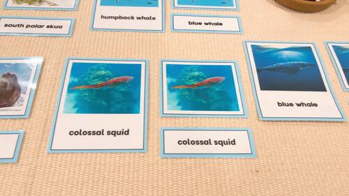 Antarctica Animals 3-Part Cards with Chart Picture to Word Match ...