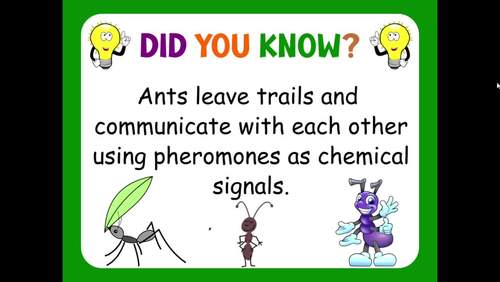 Did You Know ? Fun Insect facts for kids With Google slides and ...