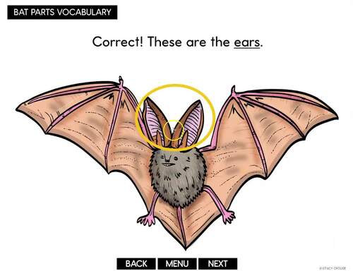 Bats Speech Therapy Activities for Language Articulation Mixed Groups ...