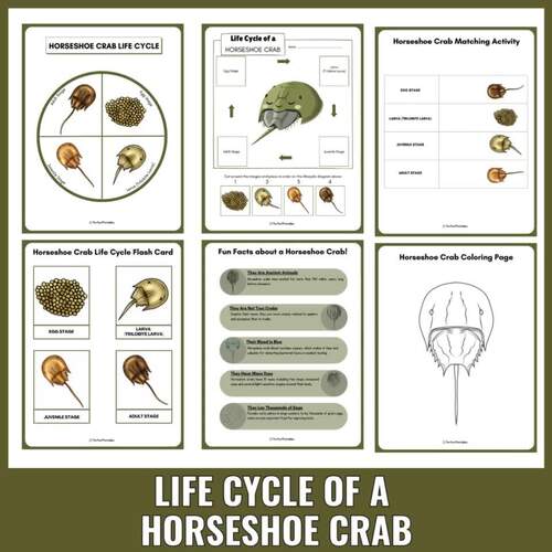 Horseshoe Crab Life Cycle Worksheet | Arthropod Ocean Animal Unit Study ...