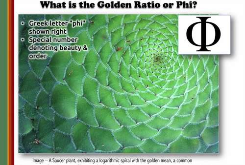 Human Body Golden Ratio in Nature by Natureglo's eScience | TPT