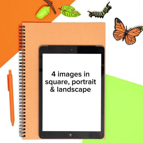 The Butterfly Life Cycle Mockups for Teacher Sellers︱Life Cycle ...