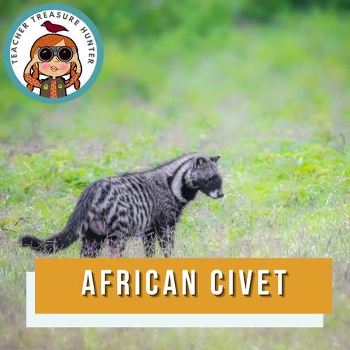 African Civet Animals Report Savanna Grasslands Habitat civets Read Write