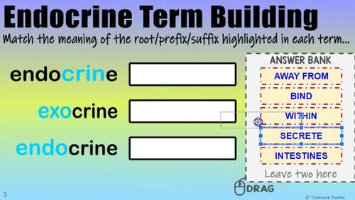 ENDOCRINE SYSTEM ~Digital Resource for Google Slides~ ANATOMY | TPT