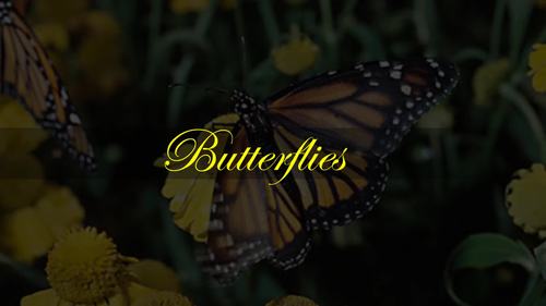 Butterflies - An Intermediate Level Piano Study by Yvonne Johnson Music