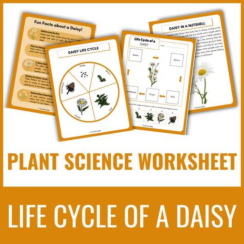 Life Cycle of a Daisy Worksheet | Flowering Plant Unit Study With Fun ...
