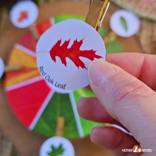 Leaf Matching Activity | Leaf Pattern Activity | Autumn Study| Fall Study