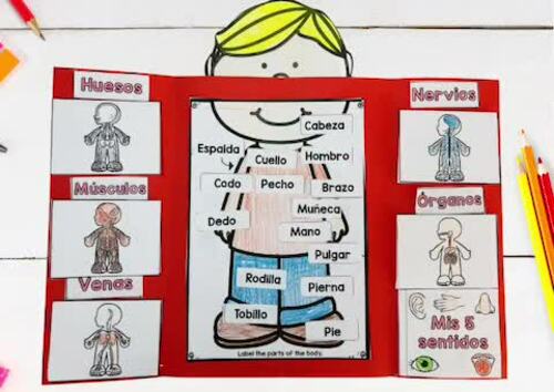 Las partes del cuerpo | Body Parts in Spanish by Ms Herraiz | TPT