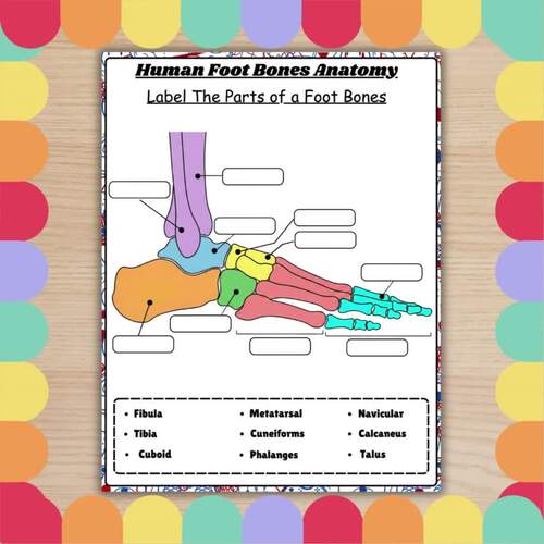 Human Foot Bones Anatomy | Labeling Worksheet, Skeletal System, Anatomy ...