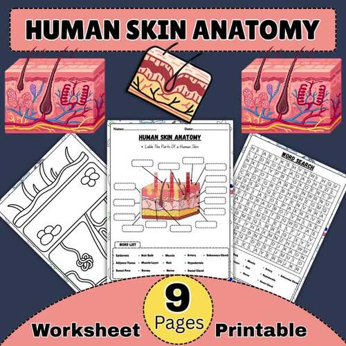 Human Skin Anatomy | Integumentary System Labeling Worksheet + Word Search